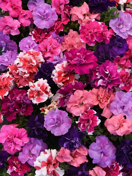 Petunia - Double Madness™ Mix – Calgary Plants