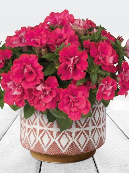 Annuals – Page 12 – Calgary Plants