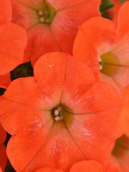 Annuals – Page 13 – Calgary Plants