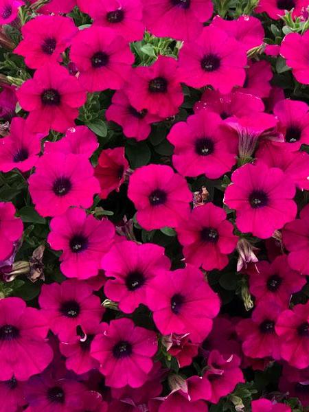 Petunia - Vegetative Powerhouse Purple – Calgary Plants