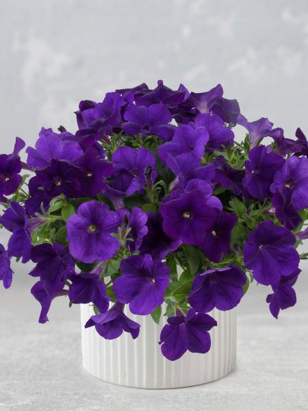 Petunia - Cascadias Indigo – Calgary Plants