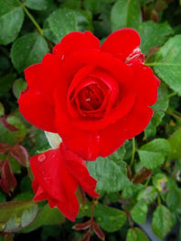 Roses – Calgary Plants