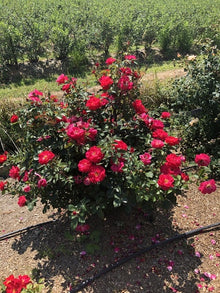 Roses – Calgary Plants