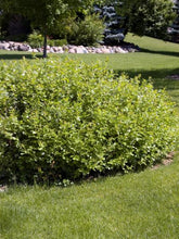 Beautiful Low Growing Shrubs Calgary | Trees And Shrubs For Sale ...