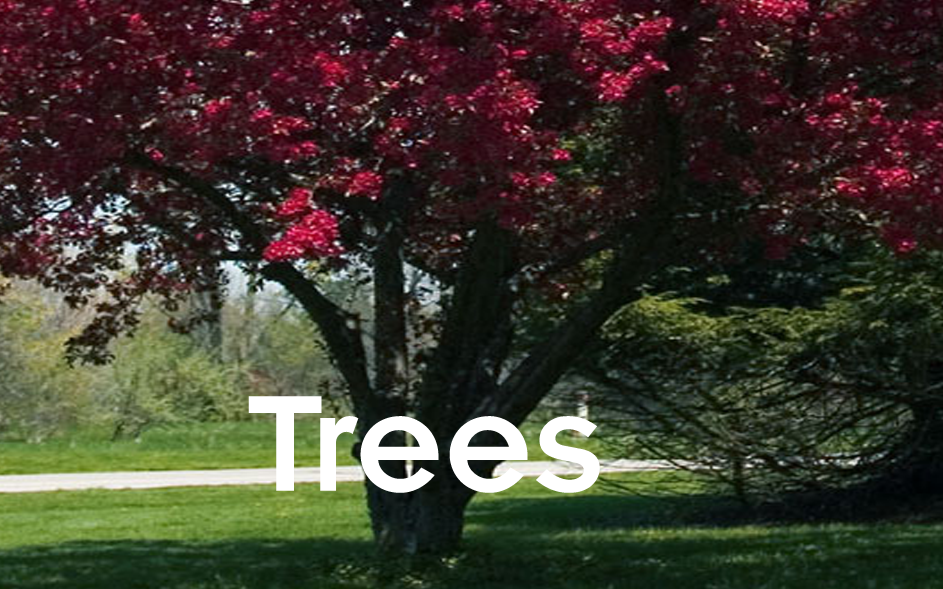 Calgary Plants Online Garden Centre