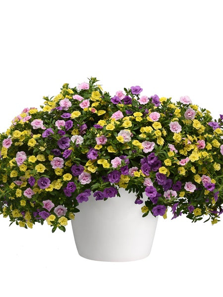 Annuals – Page 23 – Calgary Plants