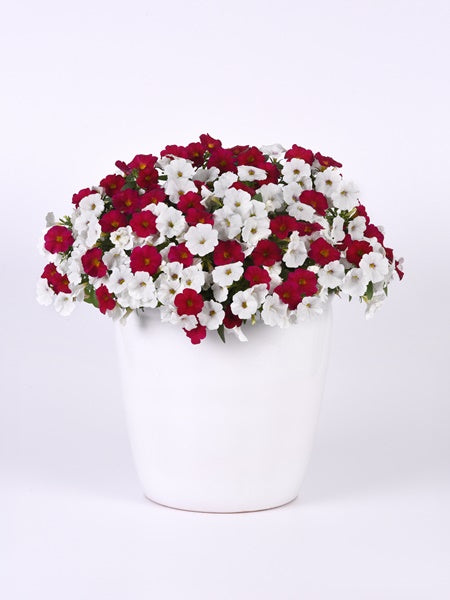 Annuals – Page 13 – Calgary Plants