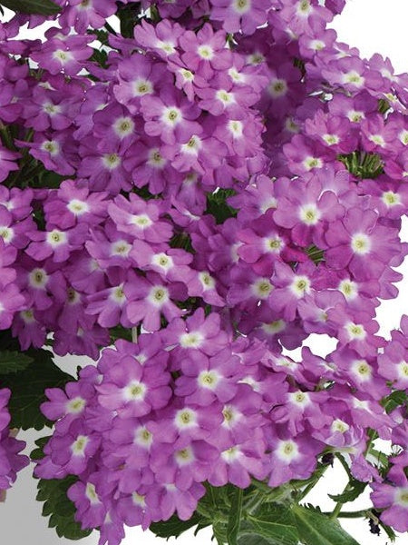 2024 NEW PRODUCTS – Calgary Plants