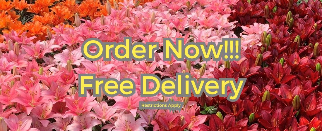 Calgary Plants Online Garden Centre