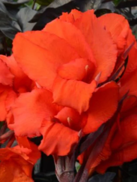 Canna Lily - Ebony Patra – Calgary Plants