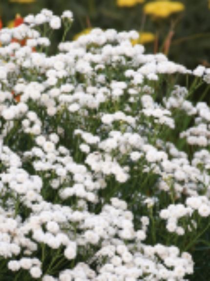 Perennial Plants Calgary | Perennials Plants Alberta | Perennial Plants ...
