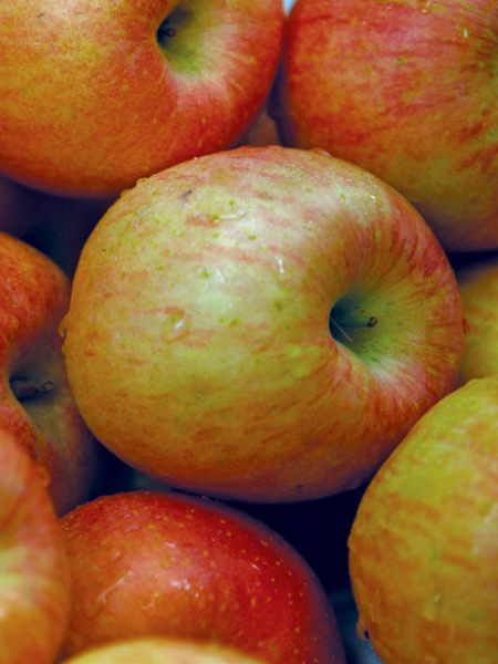 Online Tree Nursery Calgary | Where To Buy Trees Alberta | Trees ...