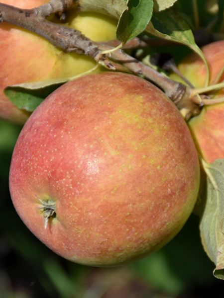 Online Tree Nursery Calgary | Where To Buy Trees Alberta | Trees ...