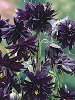Perennial Plants Calgary | Perennials Plants Alberta | Perennial Plants ...