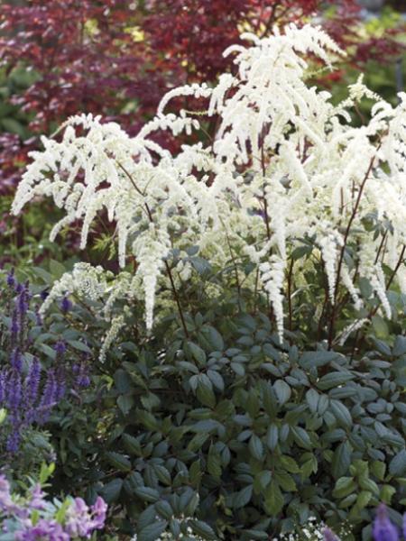 Perennial Plants Calgary | Perennials Plants Alberta | Perennial Plants ...