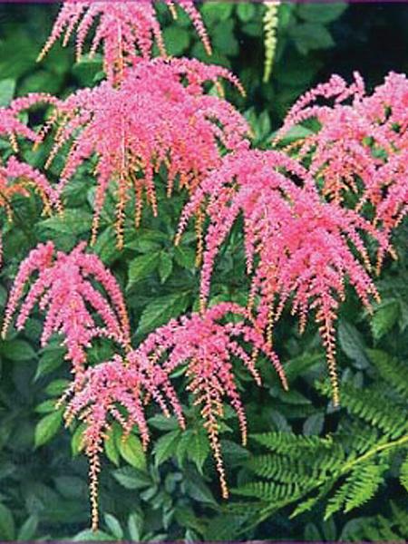 Perennial Plants Calgary | Perennials Plants Alberta | Perennial Plants ...