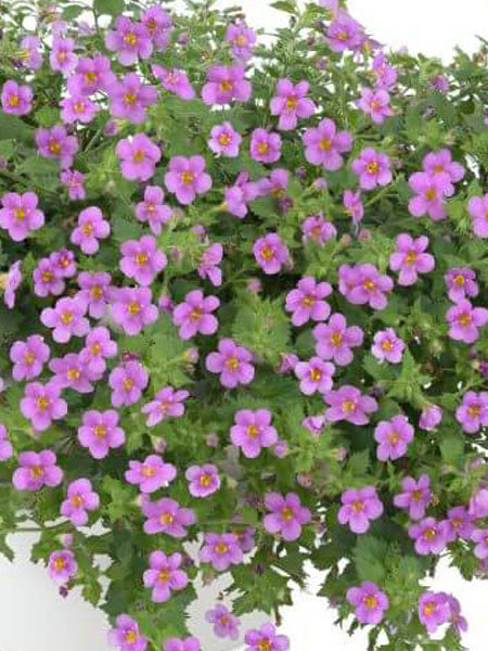 Annuals – Page 2 – Calgary Plants