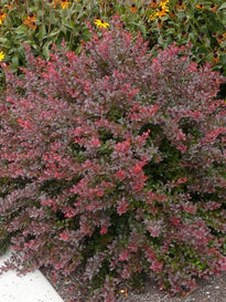 Beautiful Low Growing Shrubs Calgary | Trees And Shrubs For Sale ...