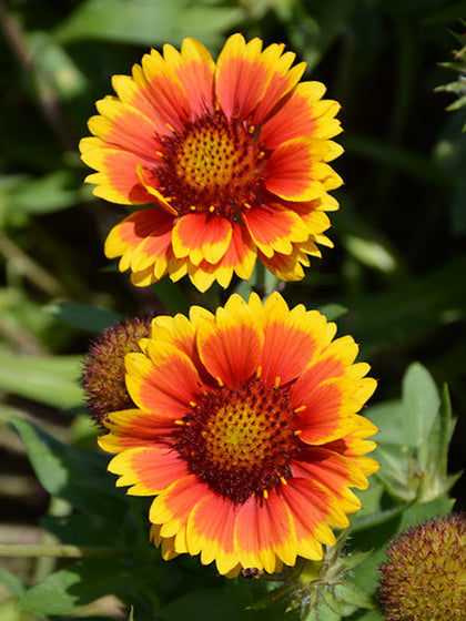 Perennial Plants Calgary | Perennials Plants Alberta | Perennial Plants ...