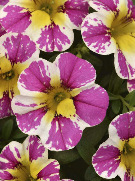 Annuals – Page 5 – Calgary Plants