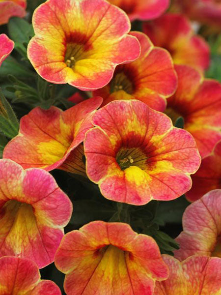 Annuals – Page 3 – Calgary Plants