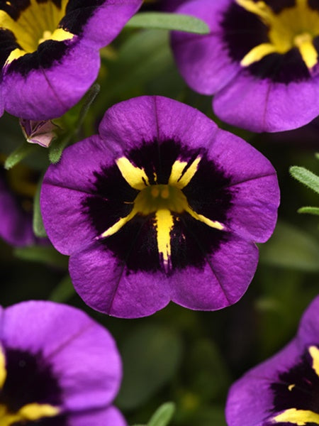 Annuals – Page 4 – Calgary Plants