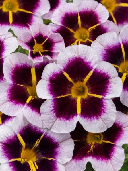 Annuals – Page 4 – Calgary Plants