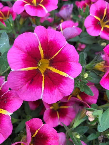 Annuals – Page 4 – Calgary Plants