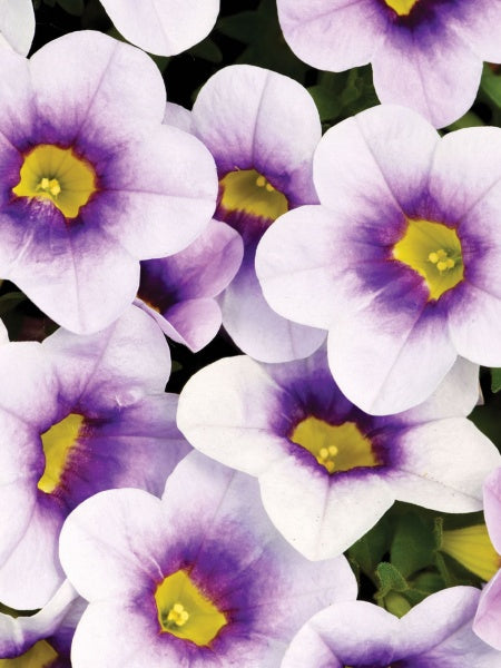 Annuals – Page 3 – Calgary Plants