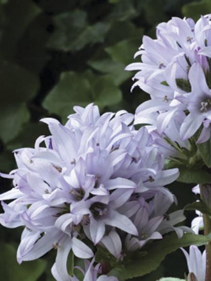 Perennial Plants Calgary | Perennials Plants Alberta | Perennial Plants ...