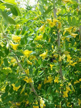 Beautiful Low Growing Shrubs Calgary | Trees And Shrubs For Sale ...