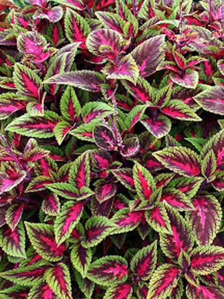 Annuals – Page 4 – Calgary Plants