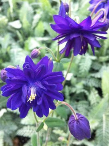 Perennial Plants Calgary | Perennials Plants Alberta | Perennial Plants ...