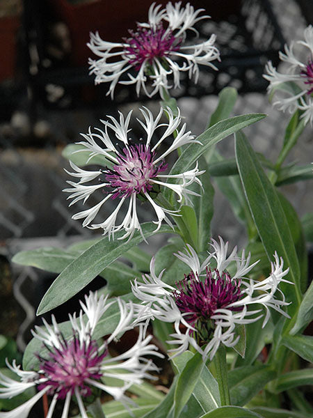 Perennial Plants Calgary | Perennials Plants Alberta | Perennial Plants ...