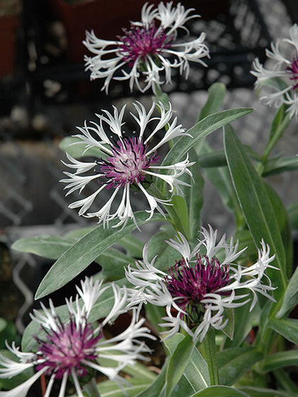 Perennial Plants Calgary | Perennials Plants Alberta | Perennial Plants ...