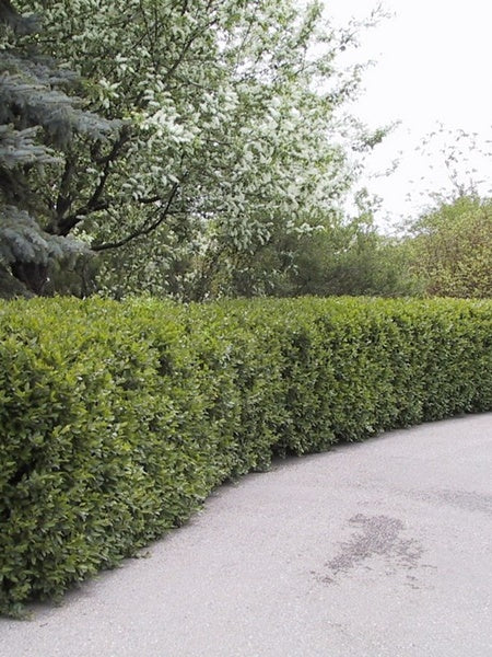 Beautiful Low Growing Shrubs Calgary | Trees And Shrubs For Sale ...