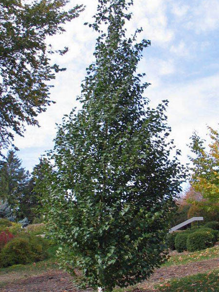 Online Tree Nursery Calgary | Where To Buy Trees Alberta | Trees ...