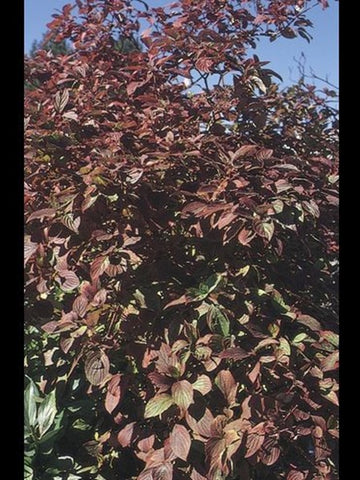 Beautiful Low Growing Shrubs Calgary | Trees And Shrubs For Sale ...