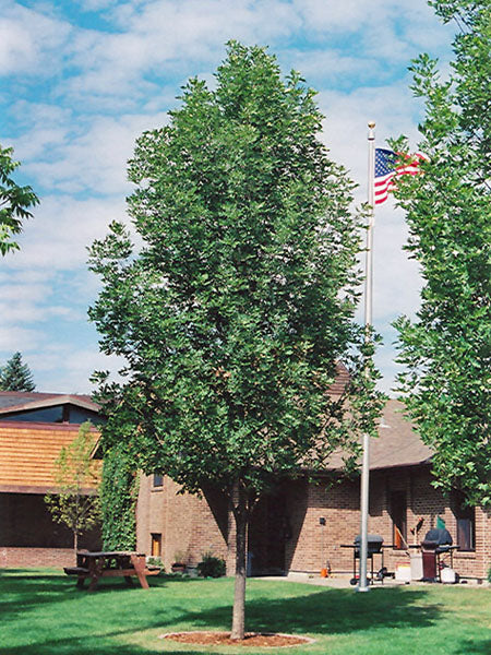 Online Tree Nursery Calgary | Where To Buy Trees Alberta | Trees ...