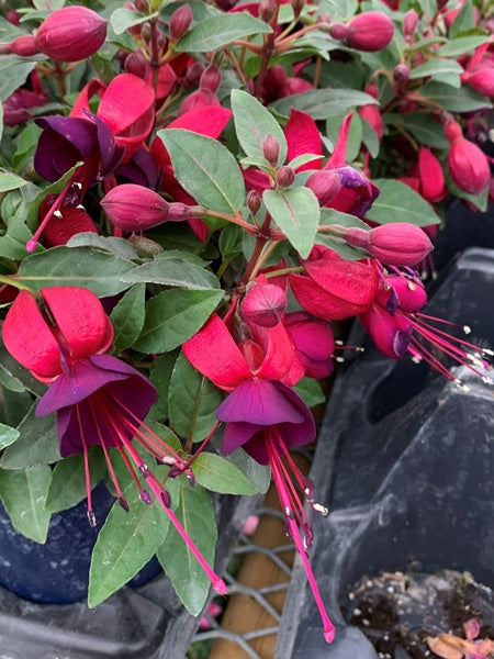 Annuals – Page 10 – Calgary Plants
