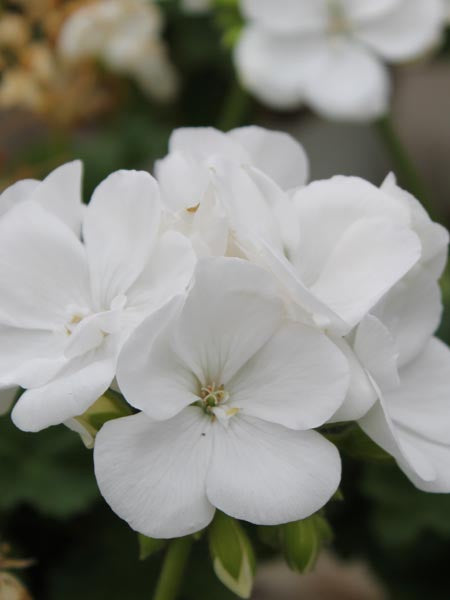 Annuals – Page 6 – Calgary Plants