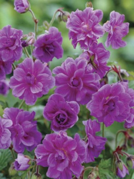 Perennial Plants Calgary | Perennials Plants Alberta | Perennial Plants ...