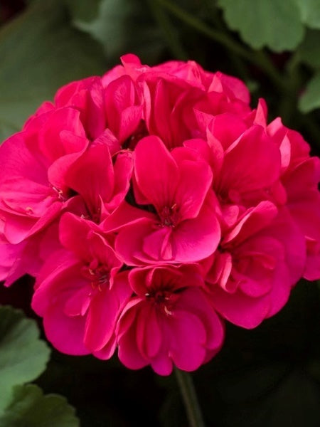 Geranium - Interspecific Calliope Large Magenta – Calgary Plants