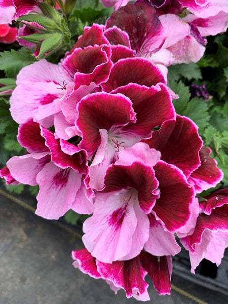 Geranium - Regal Elegance™ Purple Majesty Splash – Calgary Plants