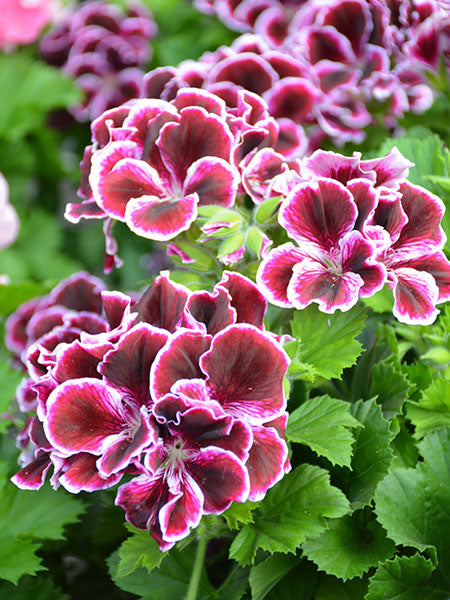 Annuals – Page 6 – Calgary Plants