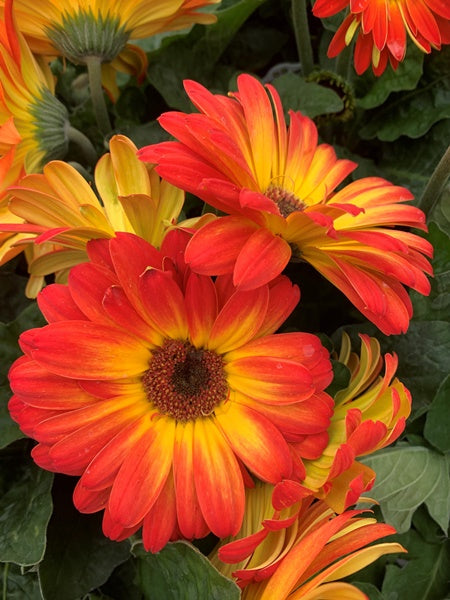 Annuals – Page 6 – Calgary Plants