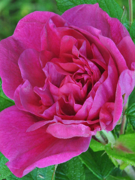 Roses – Calgary Plants