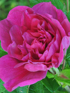Roses – Calgary Plants