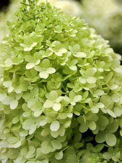 Beautiful Low Growing Shrubs Calgary | Trees And Shrubs For Sale ...