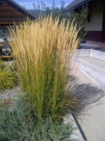 Perennial Plants Calgary | Perennials Plants Alberta | Perennial Plants ...